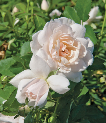 Icecap™ — Antique Rose Emporium