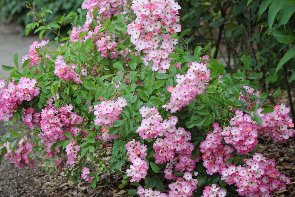 Ballerina — Antique Rose Emporium