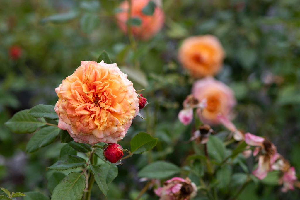 Crazy Love™ - Sunbelt® — Antique Rose Emporium