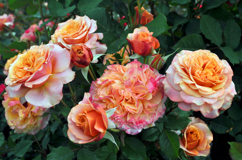 Crazy Love™ - Sunbelt® — Antique Rose Emporium