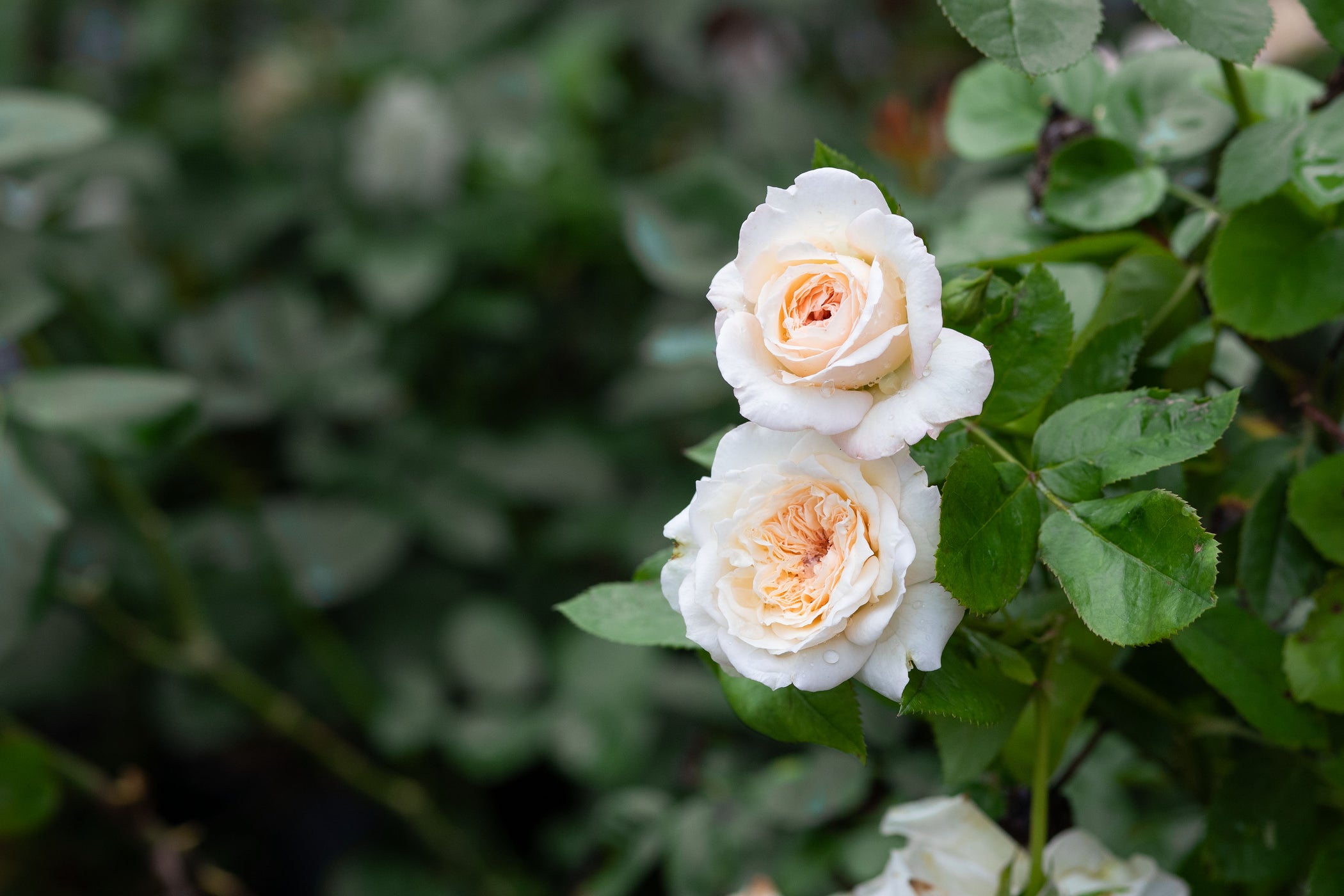 Heavenly Ascent — Antique Rose Emporium