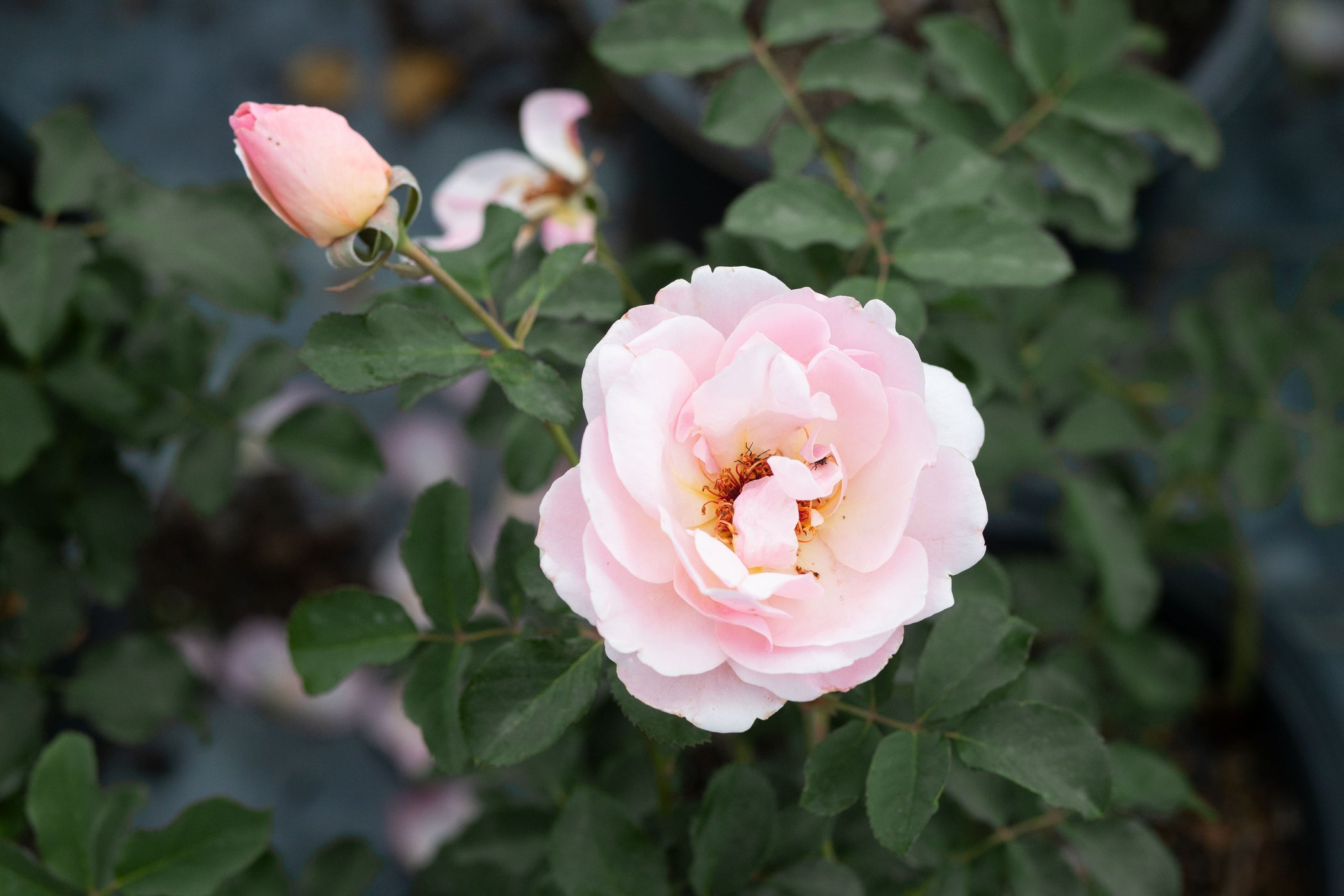 Magnolia Memories — Antique Rose Emporium