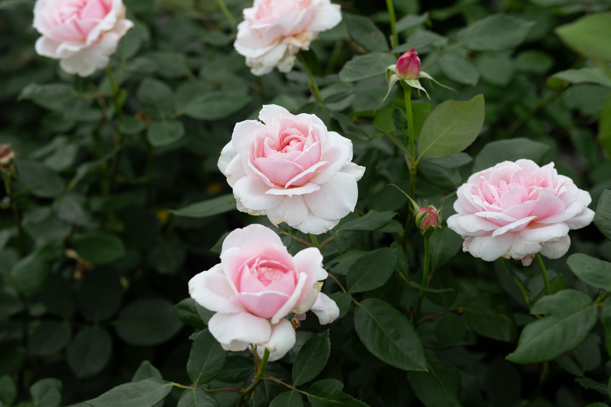 Griffith Buck Roses — Antique Rose Emporium
