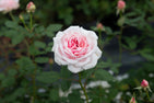 Griffith Buck Roses — Antique Rose Emporium