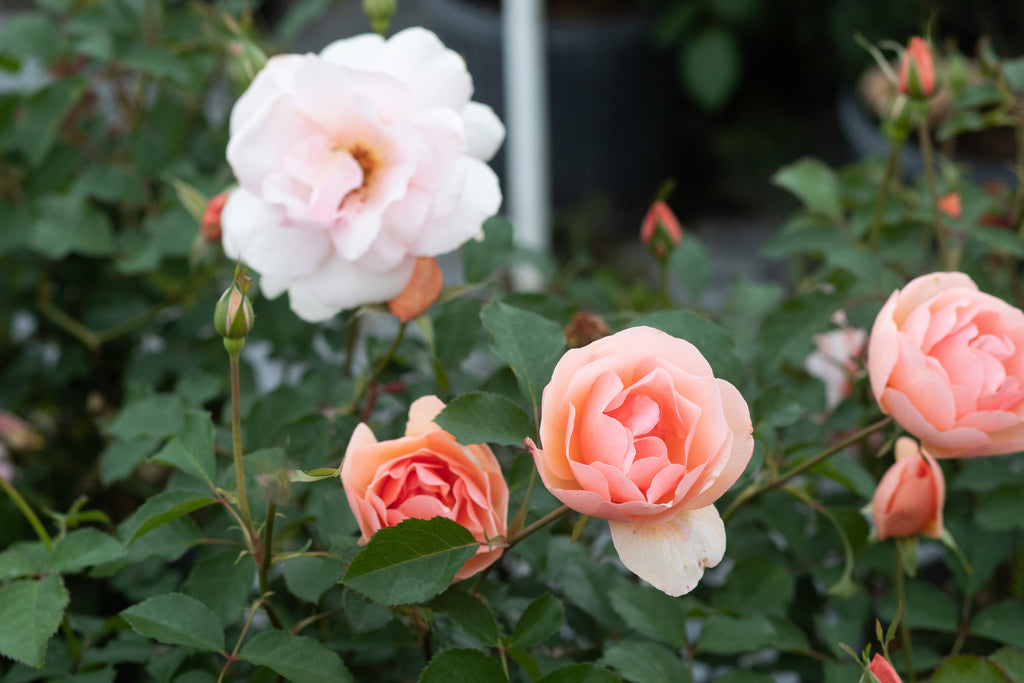 Tuesday McMains — Antique Rose Emporium