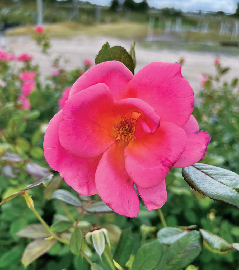 1000 Wishes — Antique Rose Emporium