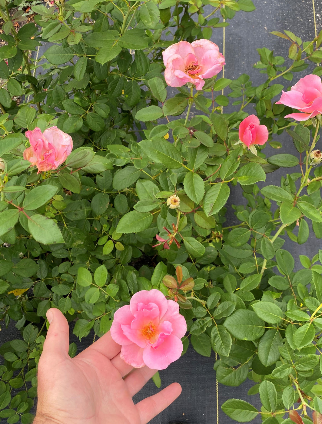 Products — Antique Rose Emporium