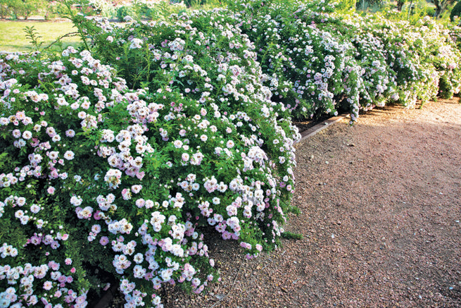 Petite Pink Scotch — Antique Rose Emporium