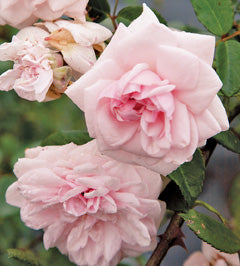 Awakening — Antique Rose Emporium
