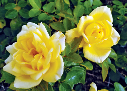 Garden Sun™ — Antique Rose Emporium
