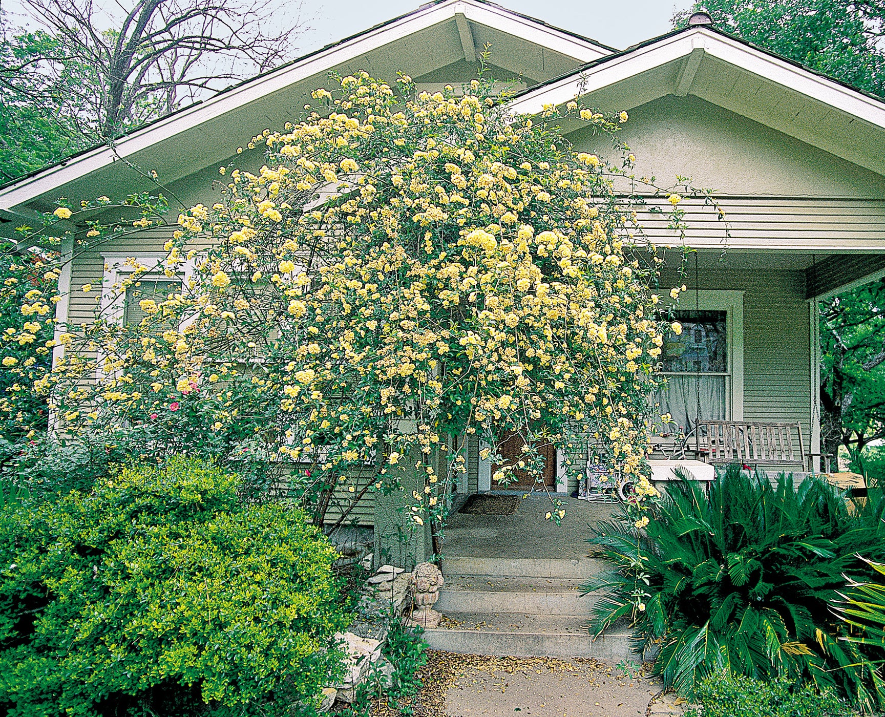 Lady Banks Yellow — Antique Rose Emporium