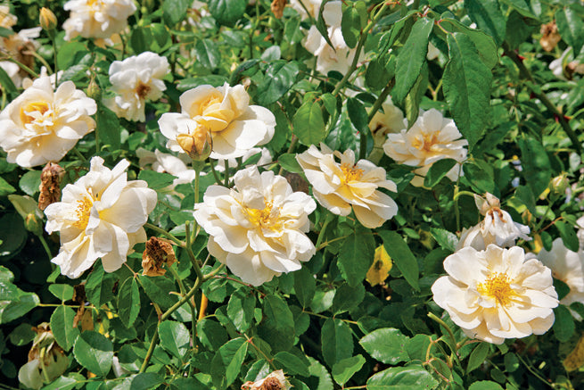 Penelope — Antique Rose Emporium