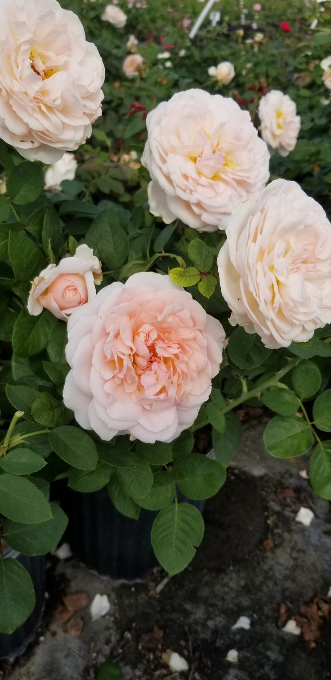 Bliss - Parfuma® — Antique Rose Emporium