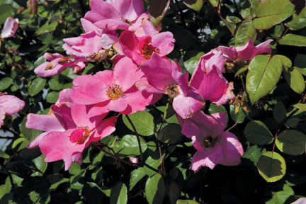 Betty Prior — Antique Rose Emporium