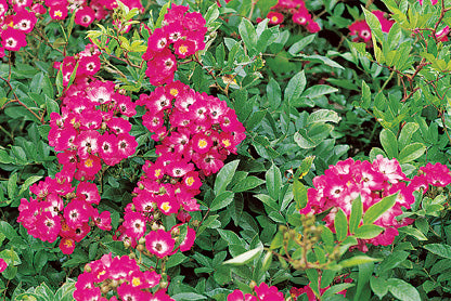 Marjorie Fair — Antique Rose Emporium