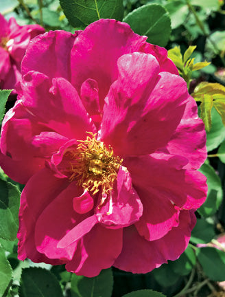 Thomas Affleck — Antique Rose Emporium