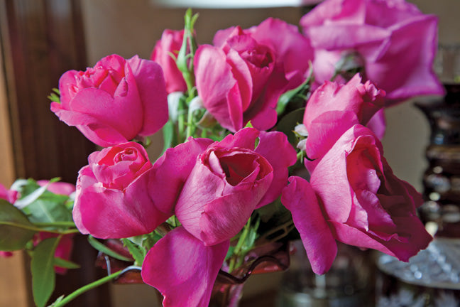 Thomas Affleck — Antique Rose Emporium