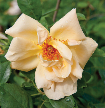 Anson Jones — Antique Rose Emporium