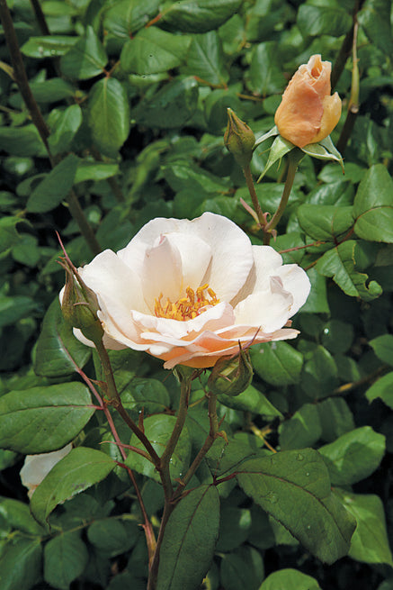 Miss Lillian — Antique Rose Emporium