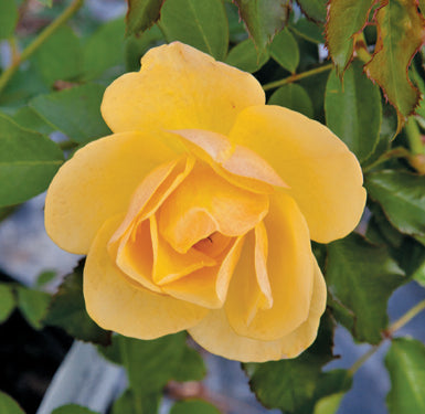 Ron's Vision — Antique Rose Emporium