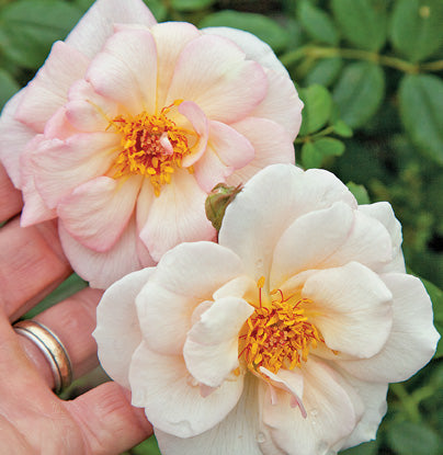 Margaret McDermott — Antique Rose Emporium