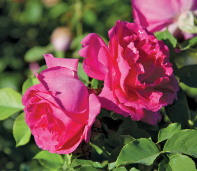 Caroline Hunt — Antique Rose Emporium