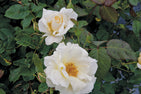 Griffith Buck Roses — Antique Rose Emporium