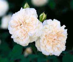 Madame Plantier — Antique Rose Emporium