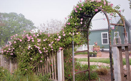 Old Blush, climber — Antique Rose Emporium