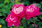 Moroccan Rose — Antique Rose Emporium