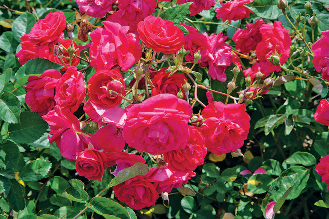 Eutin — Antique Rose Emporium