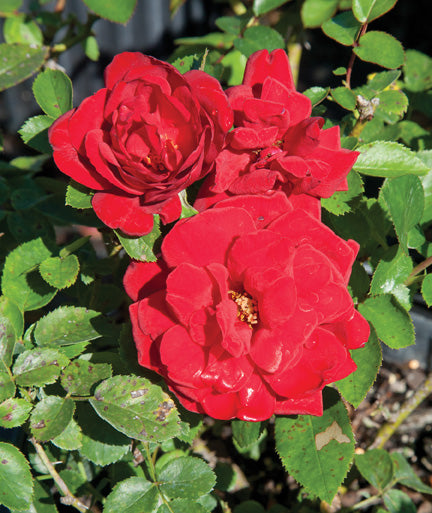 Desmond Tutu™ - Sunbelt® — Antique Rose Emporium