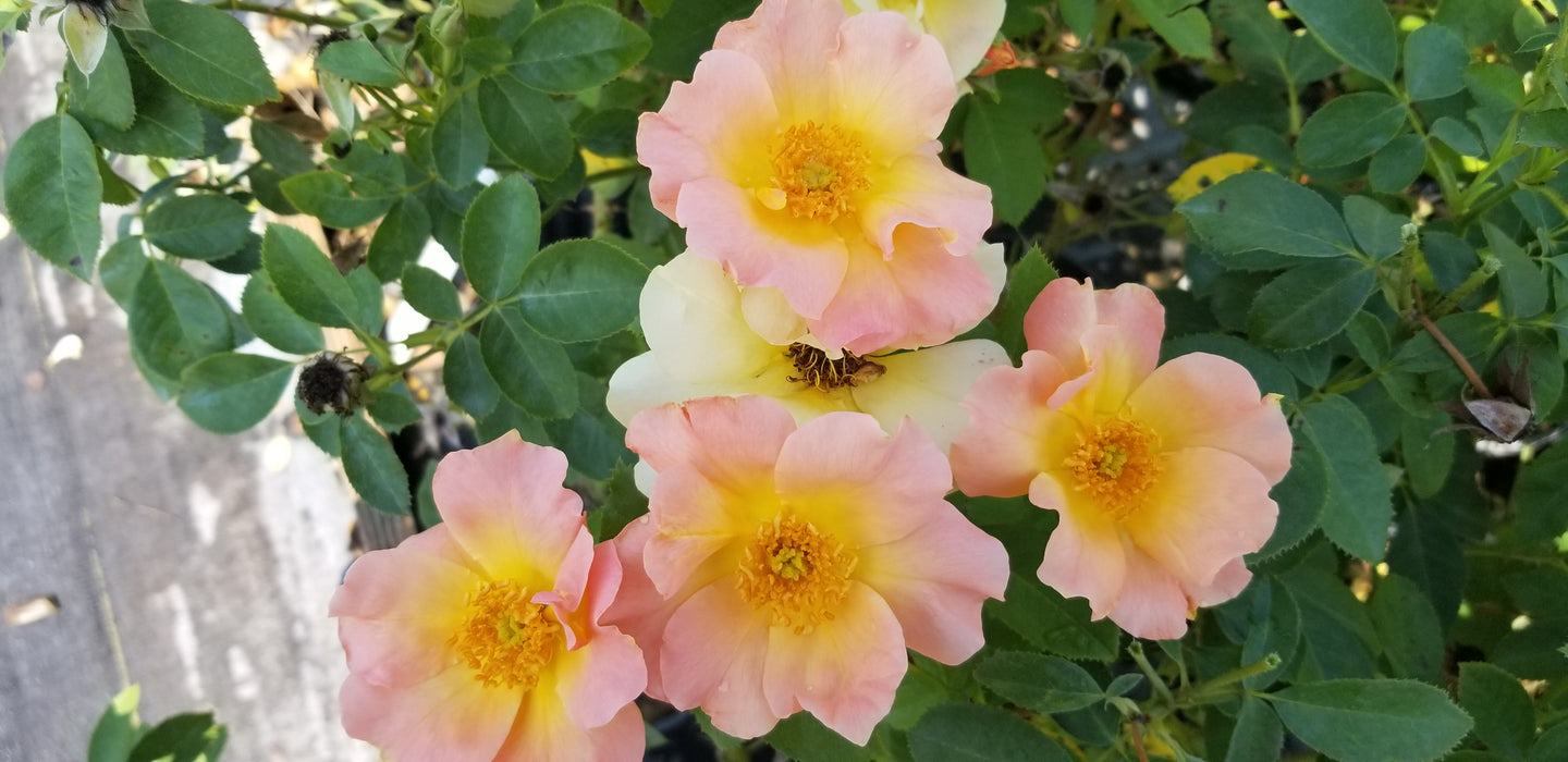 Shrub — Antique Rose Emporium
