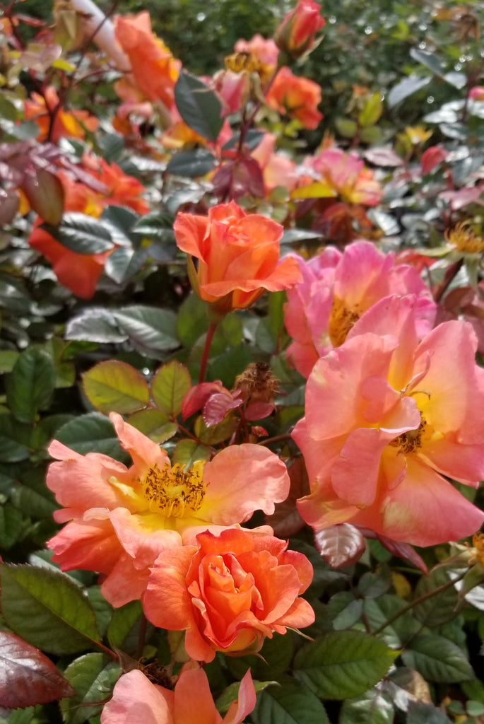 Firecracker- Kolorscape® — Antique Rose Emporium