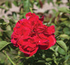 Florentina™ - Arborose® — Antique Rose Emporium