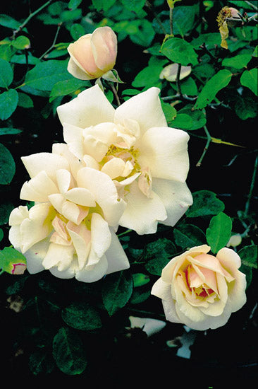 Safrano — Antique Rose Emporium