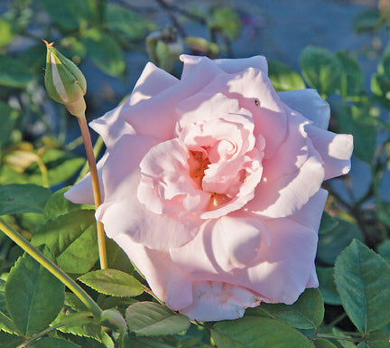 Maman Cochet — Antique Rose Emporium