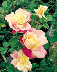 Rosette Delizy — Antique Rose Emporium