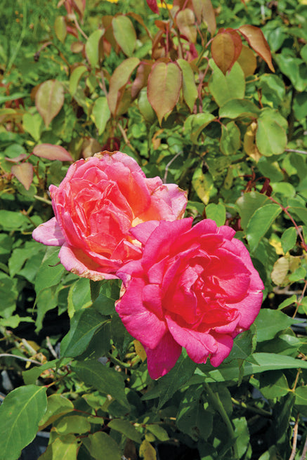 Beaute Inconstante — Antique Rose Emporium