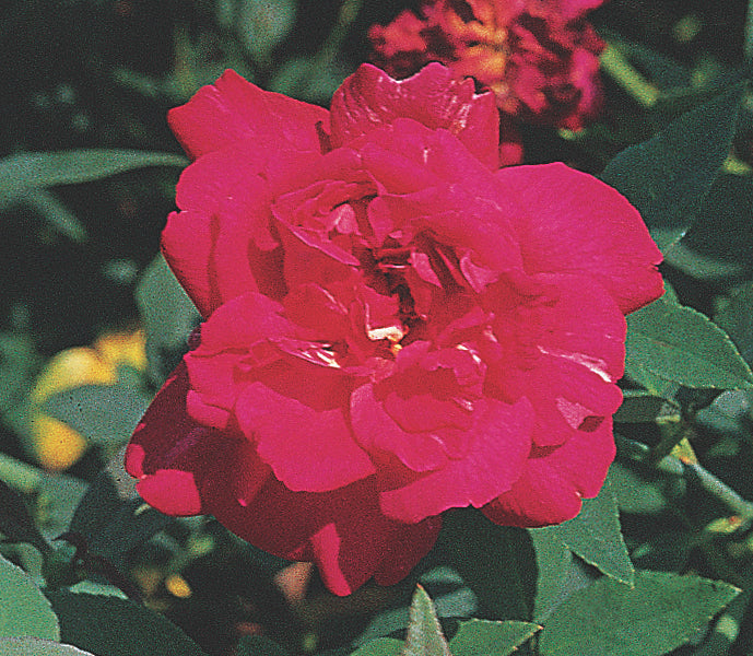 Enchantress — Antique Rose Emporium