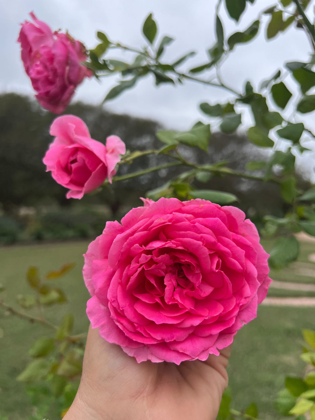 Parade — Antique Rose Emporium