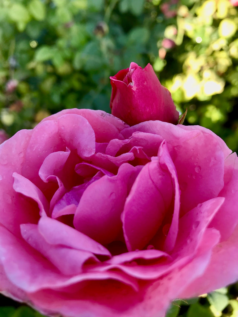 Dee-Lish® — Antique Rose Emporium