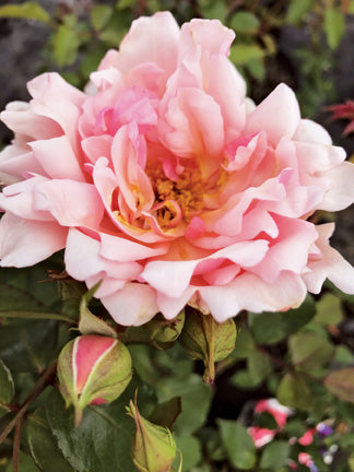 Albertine — Antique Rose Emporium