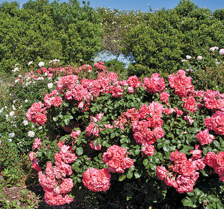 Rosarium Uetersen — Antique Rose Emporium