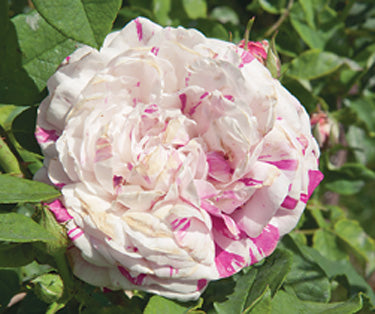 Ferdinand Pichard — Antique Rose Emporium