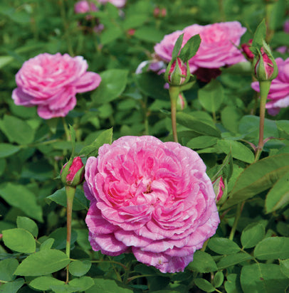 Vick's Caprice — Antique Rose Emporium