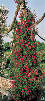 Red Cascade — Antique Rose Emporium