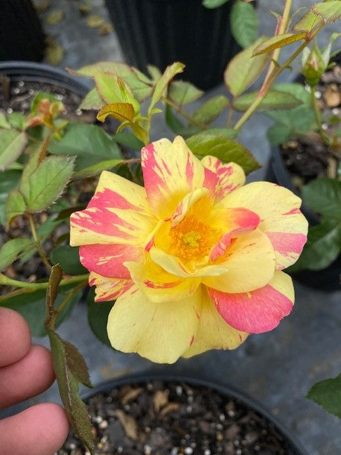 Birthday Cake — Antique Rose Emporium