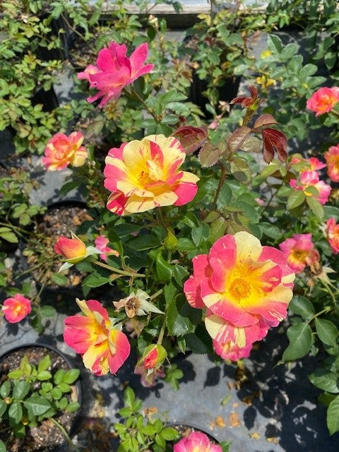 Birthday Cake — Antique Rose Emporium