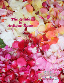 Guide To Antique Roses — Antique Rose Emporium